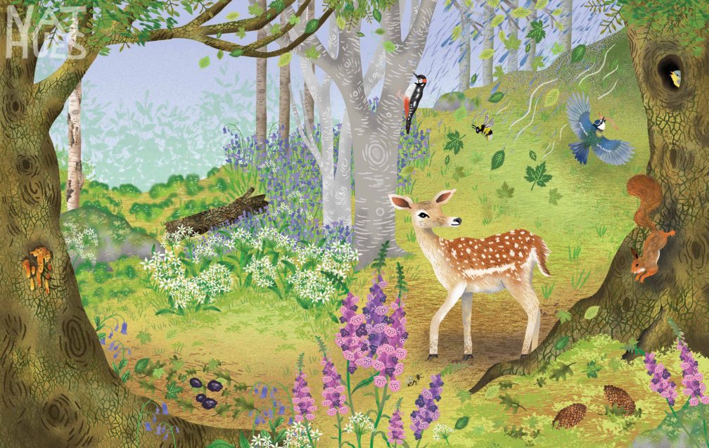 The Usborne Woodland Book – Nat Hues Illustration
